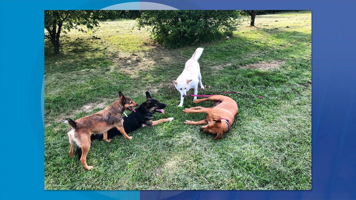 Los ataques de perros y su prevención